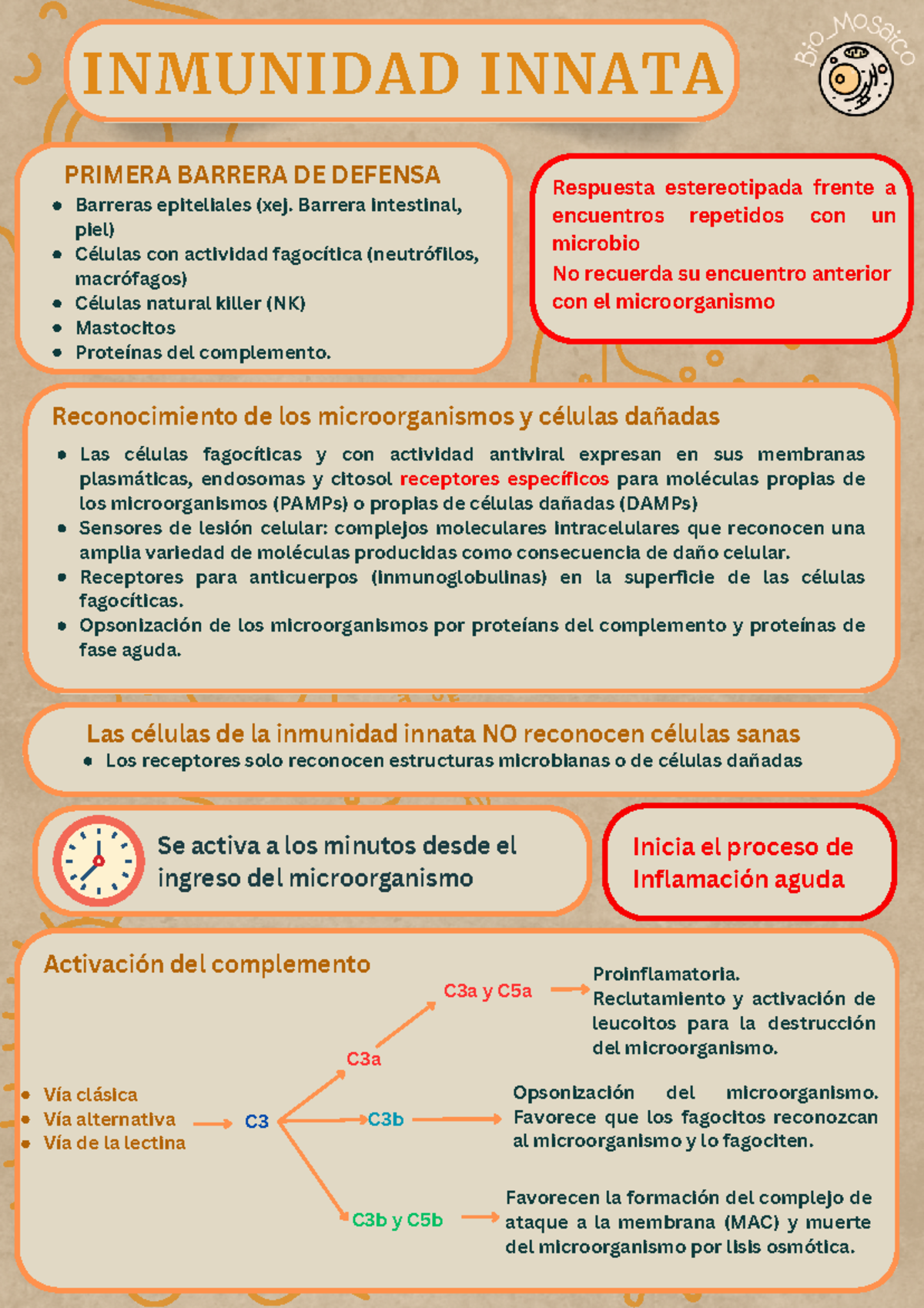 Inmunidad Innata - PRIMERA BARRERA DE DEFENSA INMUNIDAD INNATA Barreras ...