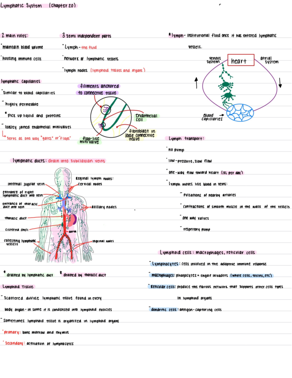Lymphatic system - BIO 222 - Studocu