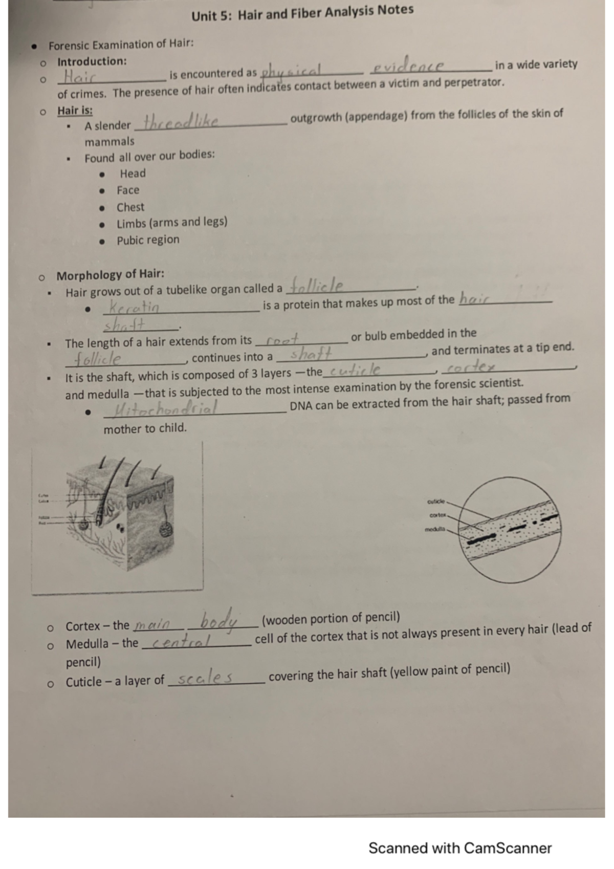Unit 5 - Hair and Fiber Analysis Notes - FOR 201A - Studocu