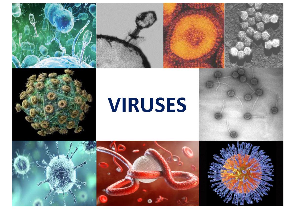 Seminar 3 Virus 2019-20 - VIRUSES “An acellularsubmicroscopic genetic ...