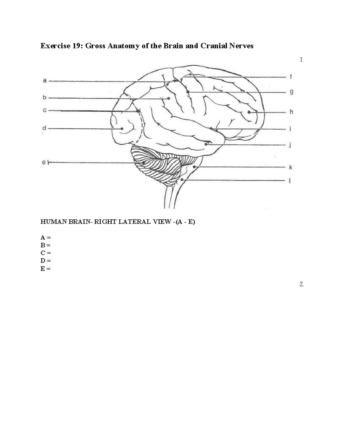 Brain Exercise blank - Exercise 19: Gross Anatomy of the Brain and ...