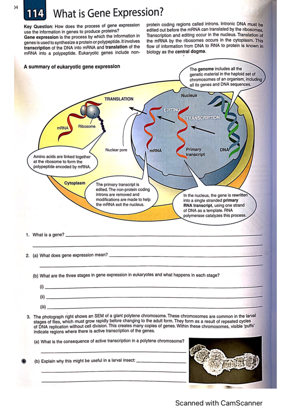Gene Expression gen ed - Studocu
