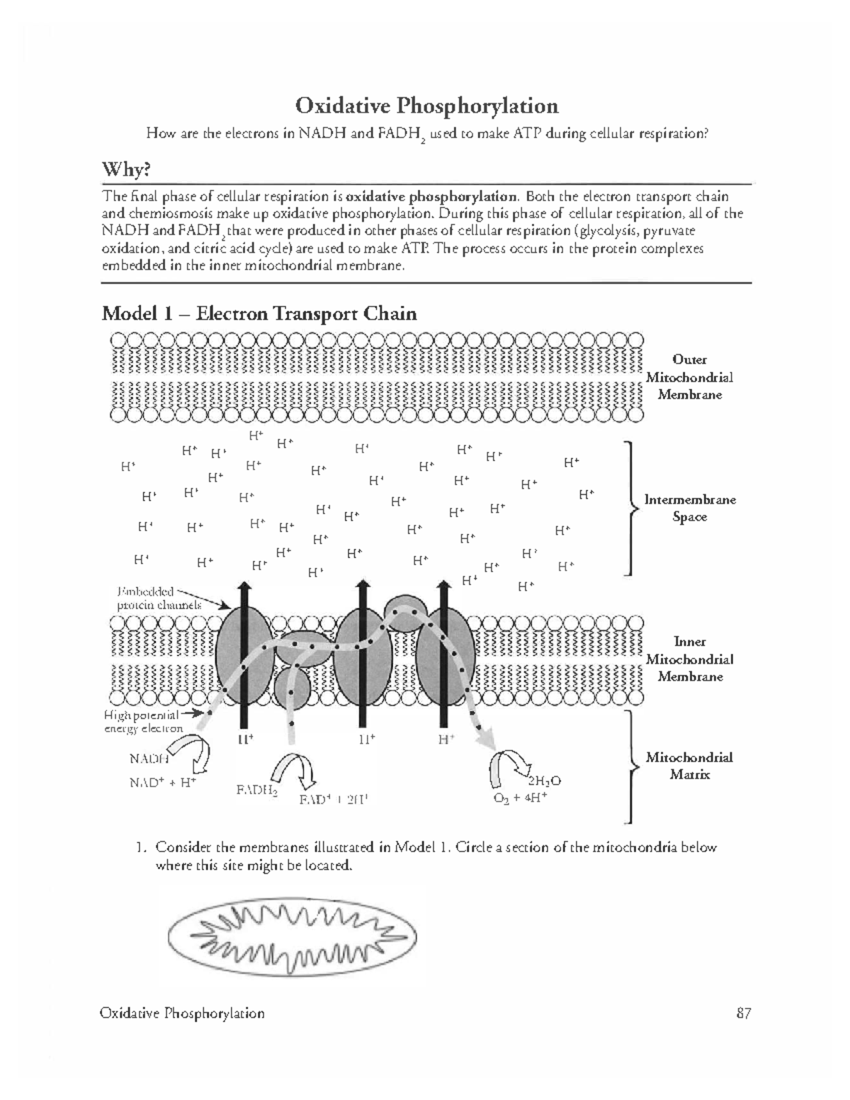 BIO181 Oxidative Phosphorylation and ETC Worksheet - - Studocu
