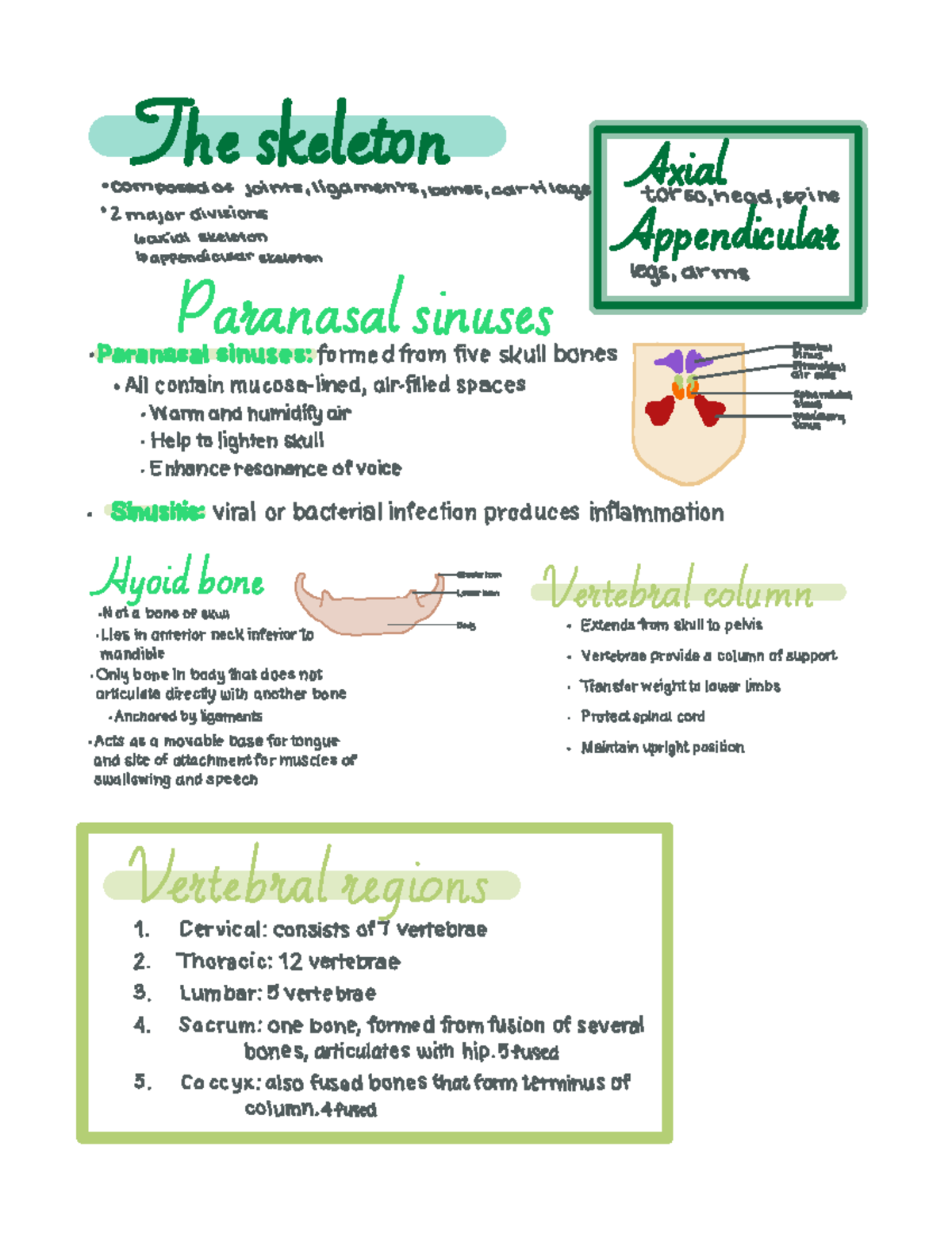 Skeleton review sheet for A&P 1 lecture - Tresceleton composed of ...