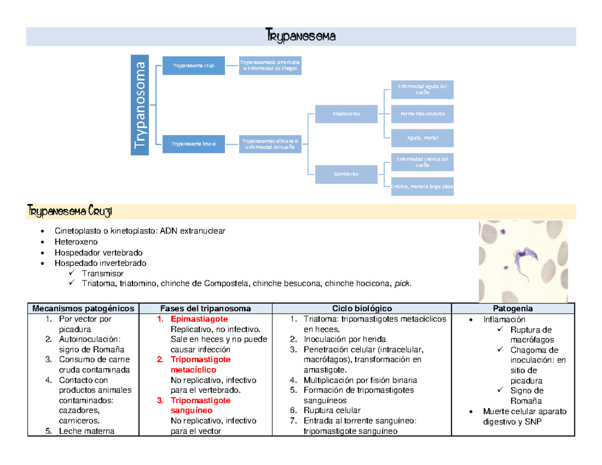 5. Trypanosoma - Apunte - Trypanosoma Trypanosoma Cruzi Cinetoplasto o ...