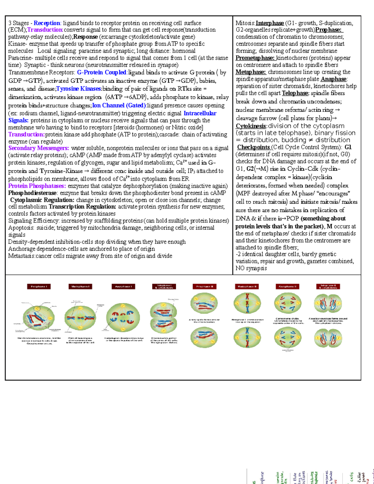 Test #5 (Chapters 11-13) - 3 Stages - Reception: ligand binds to ...