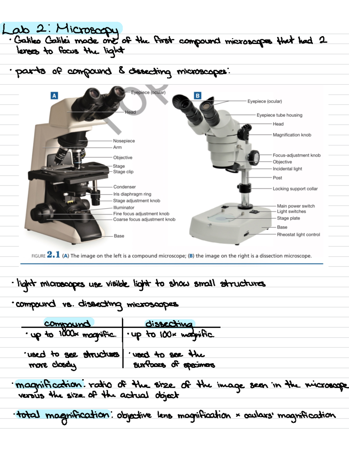 Lab 2- microscopy - Notes based on lab practical outline - Lab 2 ...