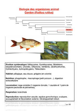 Cours Grenouille - diapo - BIOLOGIE DES ORGANISMES LA GRENOUILLE La grenouille est un animal ...