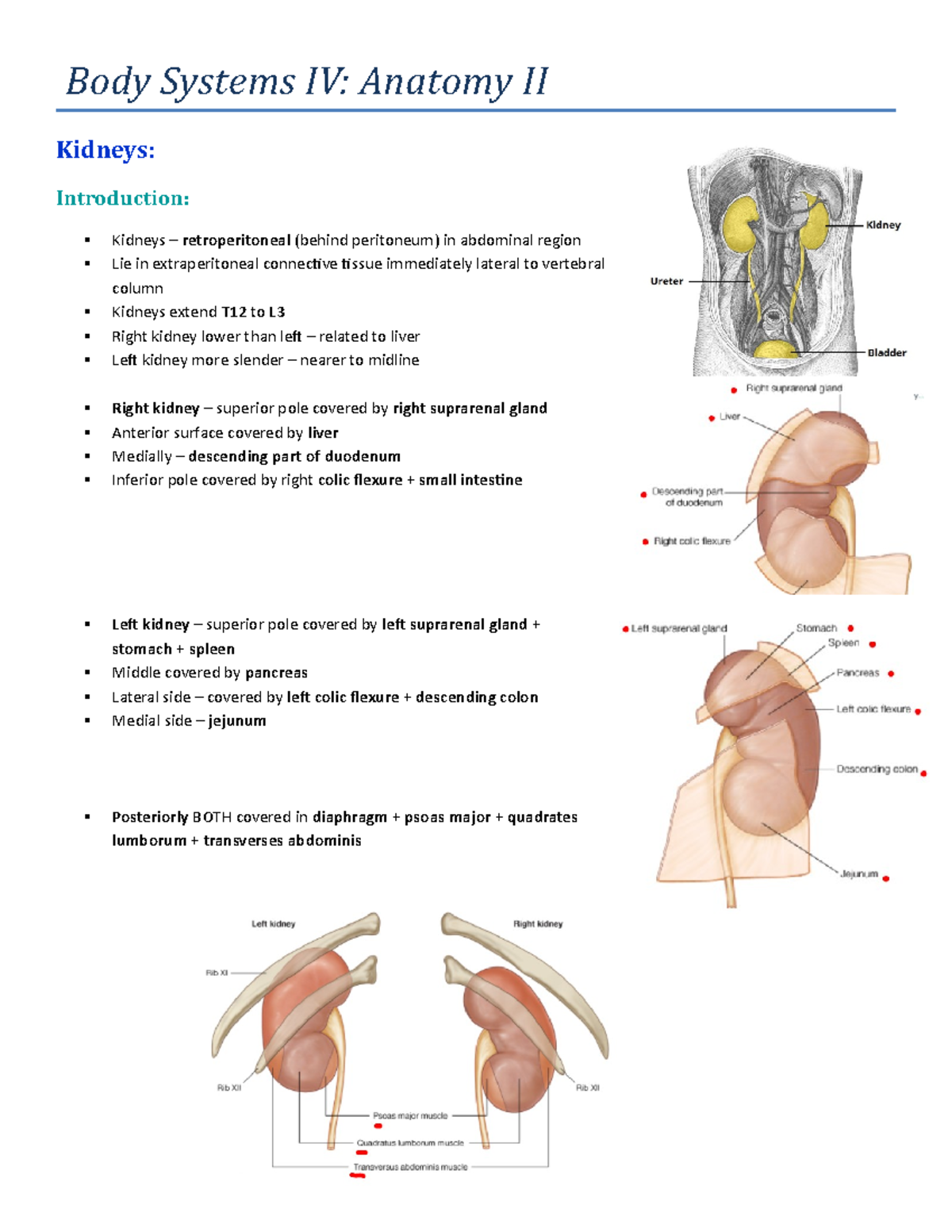 BS IV - Anatomy II - Body Systems IV: Anatomy II Kidneys: Introduction ...