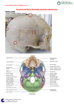 Laboratorio de Morfofisiología 2 - Reconocer y ubicar: Pterion, lambda ...