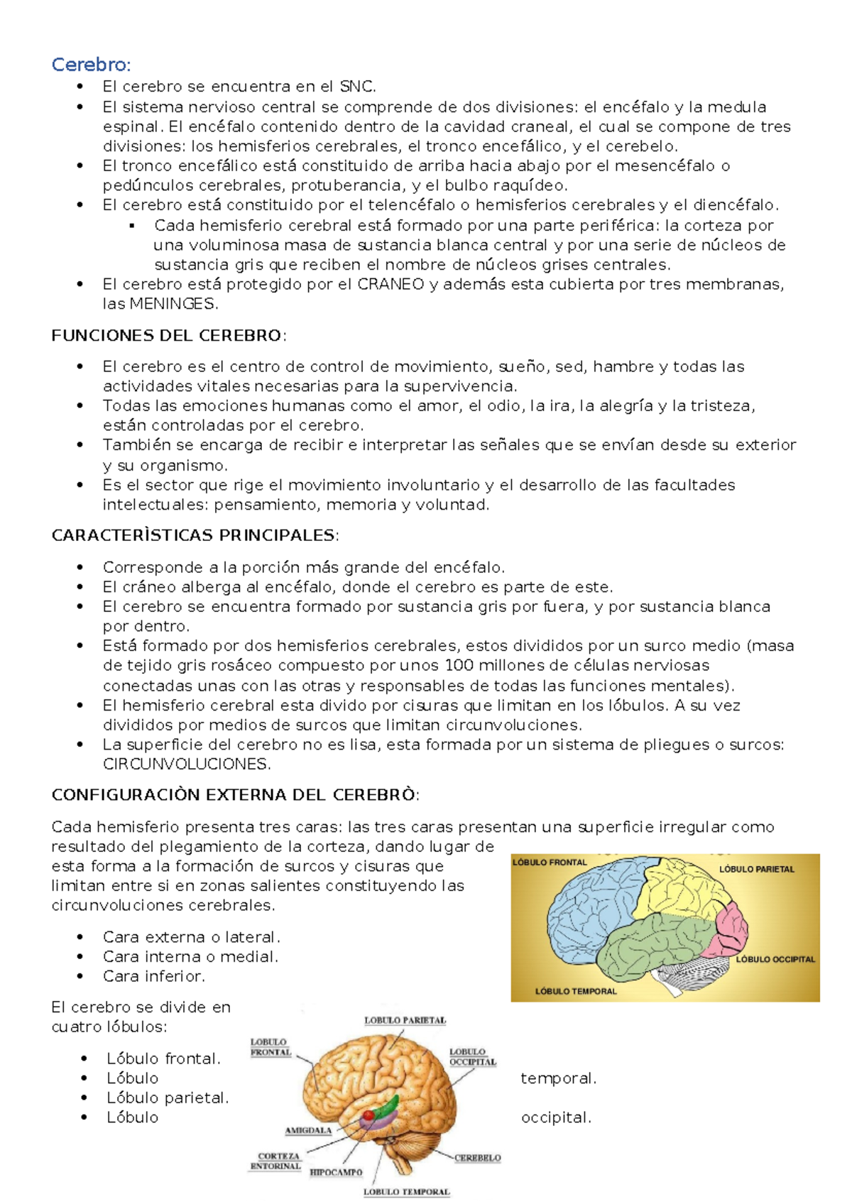 Cerebro - Cerebro: El cerebro se encuentra en el SNC. El sistema ...