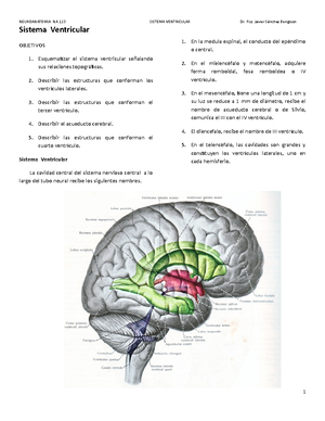 Prosencéfalo - Anatomía humana - PROSENCÉFALO PROSENCÉFALO (TELENCÉFALO ...
