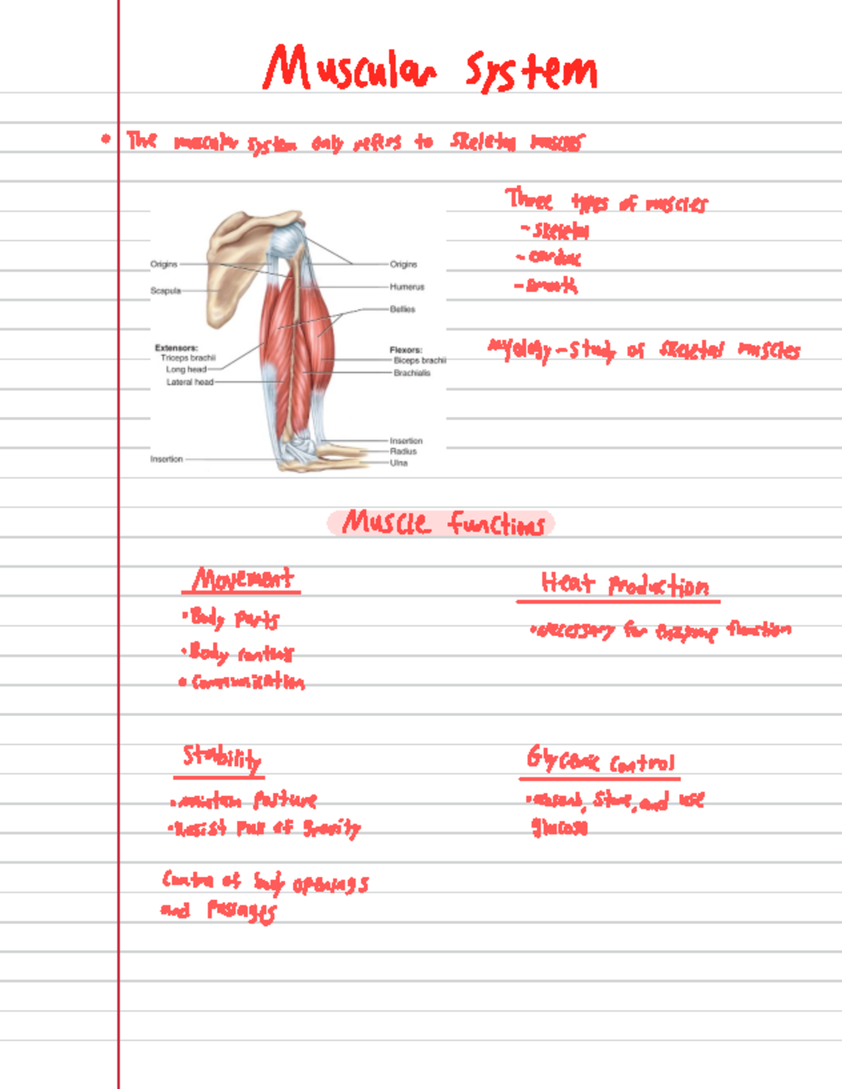 Anatomy- muscular system notes - Muscular system · The muscular system ...