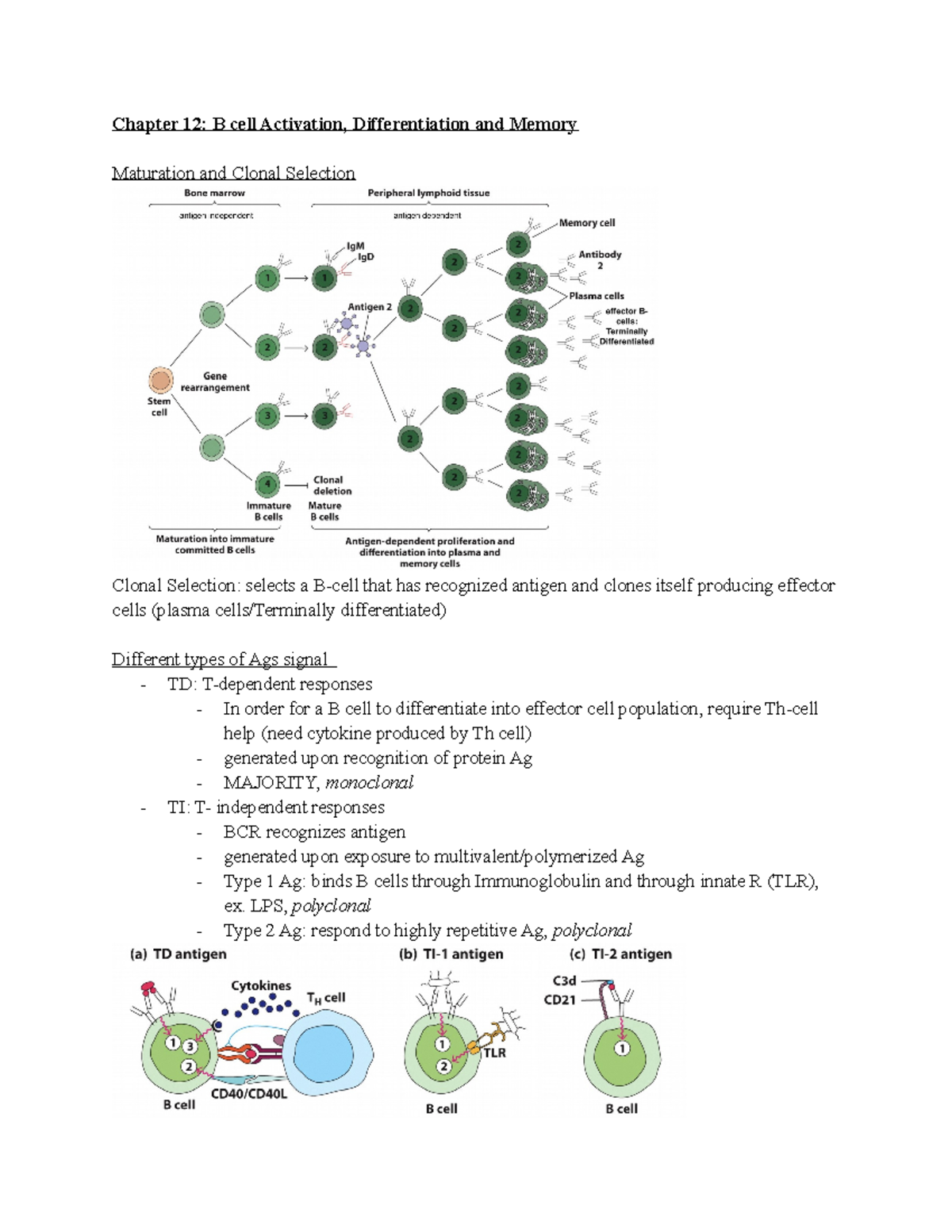 Chapter 12 B cell Activation, Differentiation and Memory - LPS ...