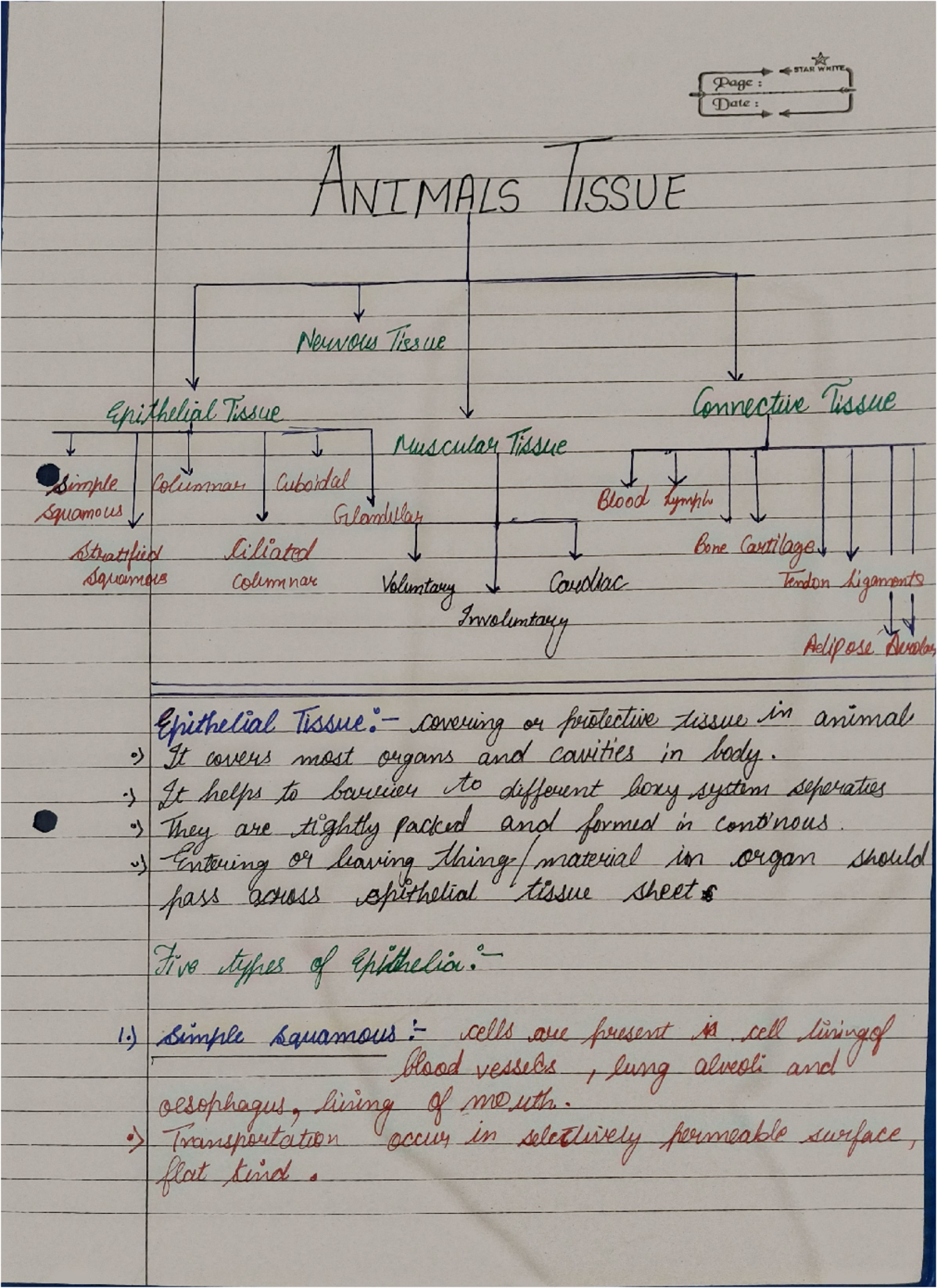 Animals Tissue - These are hand written notes. - STAR WHITE Page : Date ...