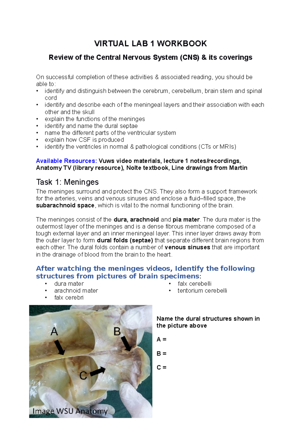 Virtual LAB 1 Workbook - VIRTUAL LAB 1 WORKBOOK Review of the Central Nervous System (CNS) & its ...