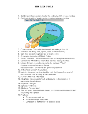 AP BIO- Mitosis& Meiosis - AP Biology Test: Mitosis & Meiosis Choose ...