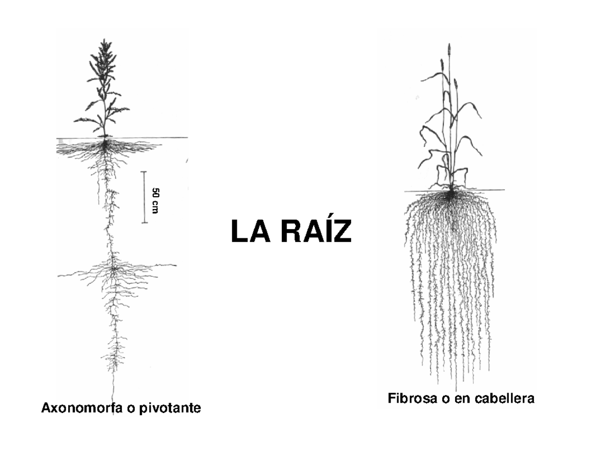 Organografía vegetal - Raíz 2 - LA RAÍZ 50 c m ####### Axonomorfa o ...