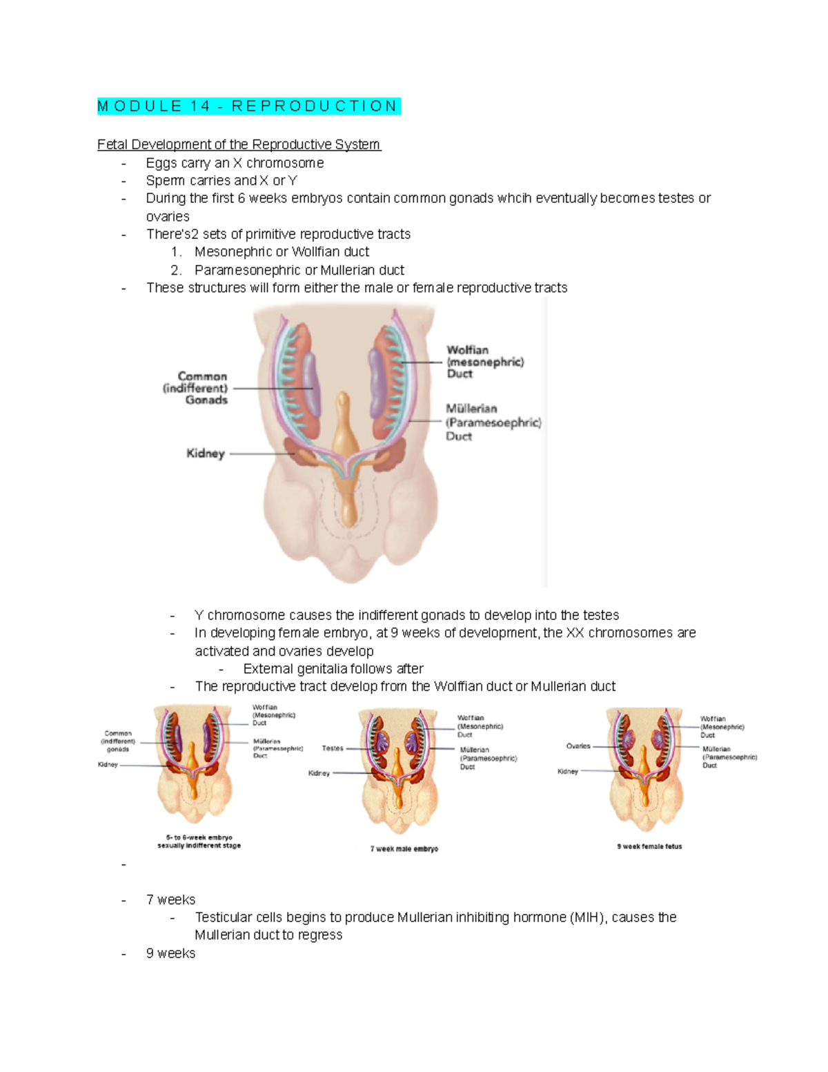 Physiol 2130 - Module 14 Reproduction - M O D U L E 1 4 - R E P R O D U ...
