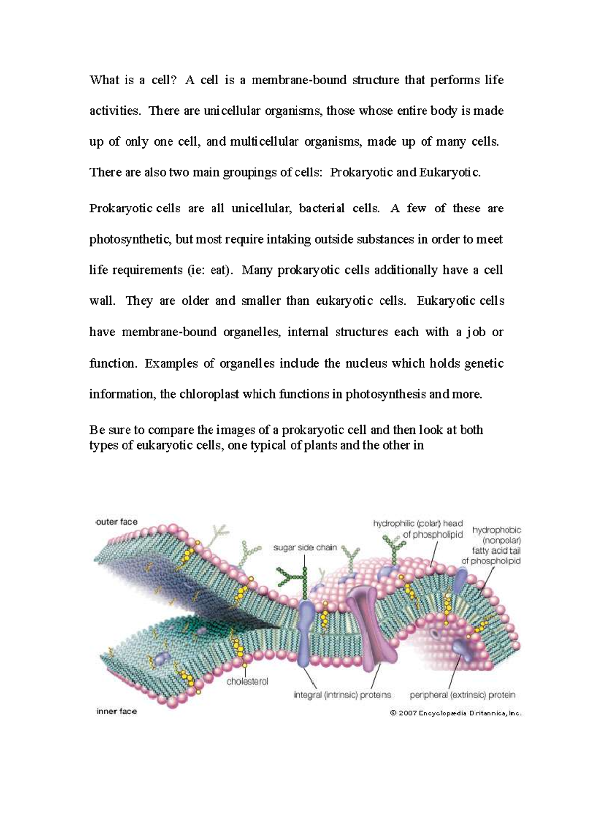 BIO C4 Lecture Note - What is a cell? A cell is a membrane-bound ...