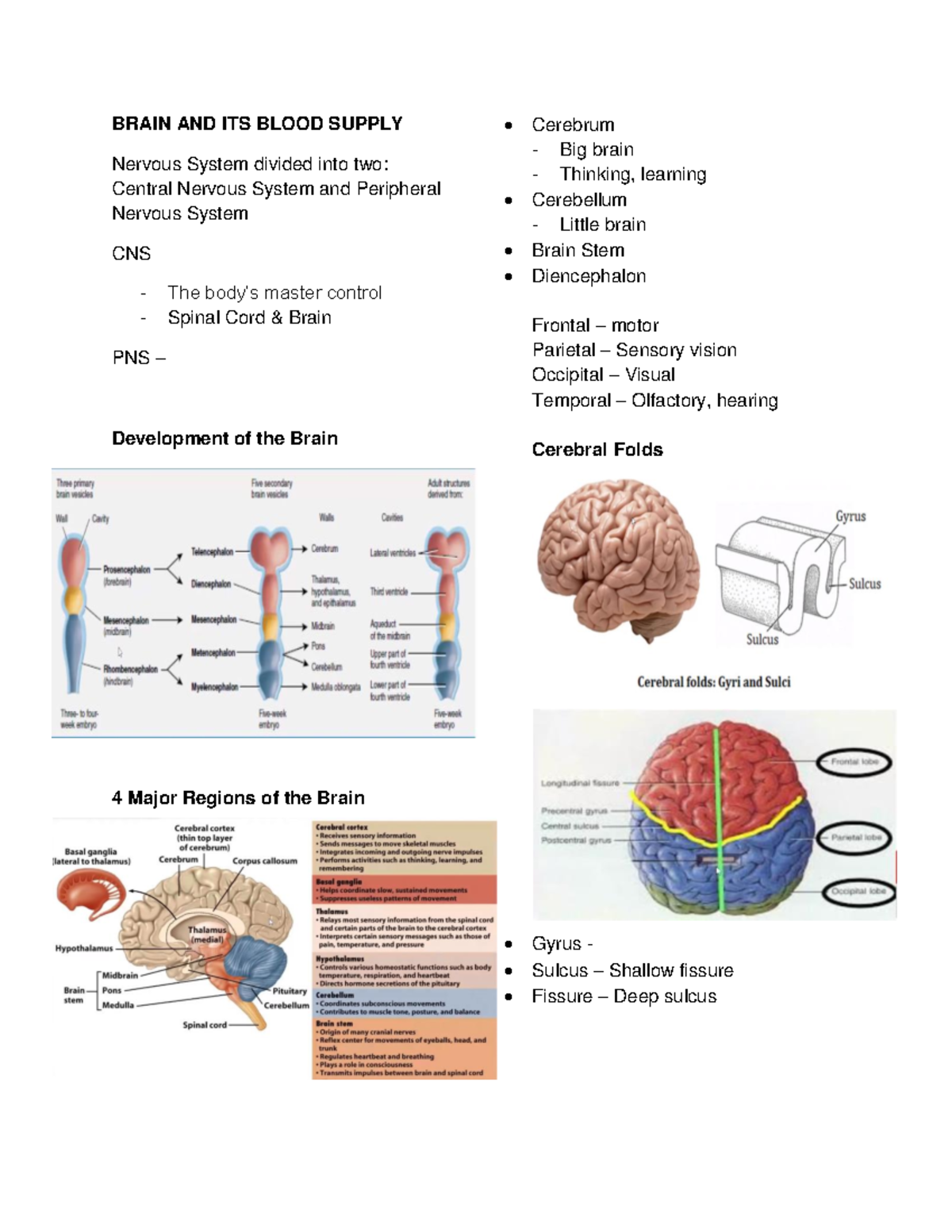 Brain and its Blood Supply - BRAIN AND ITS BLOOD SUPPLY Nervous System ...