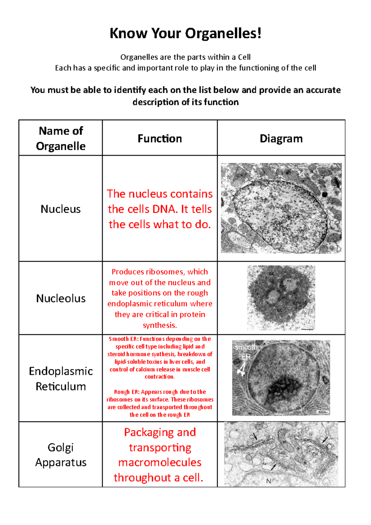 Know Your Organelles Table - Know Your Organelles! Organelles are the ...
