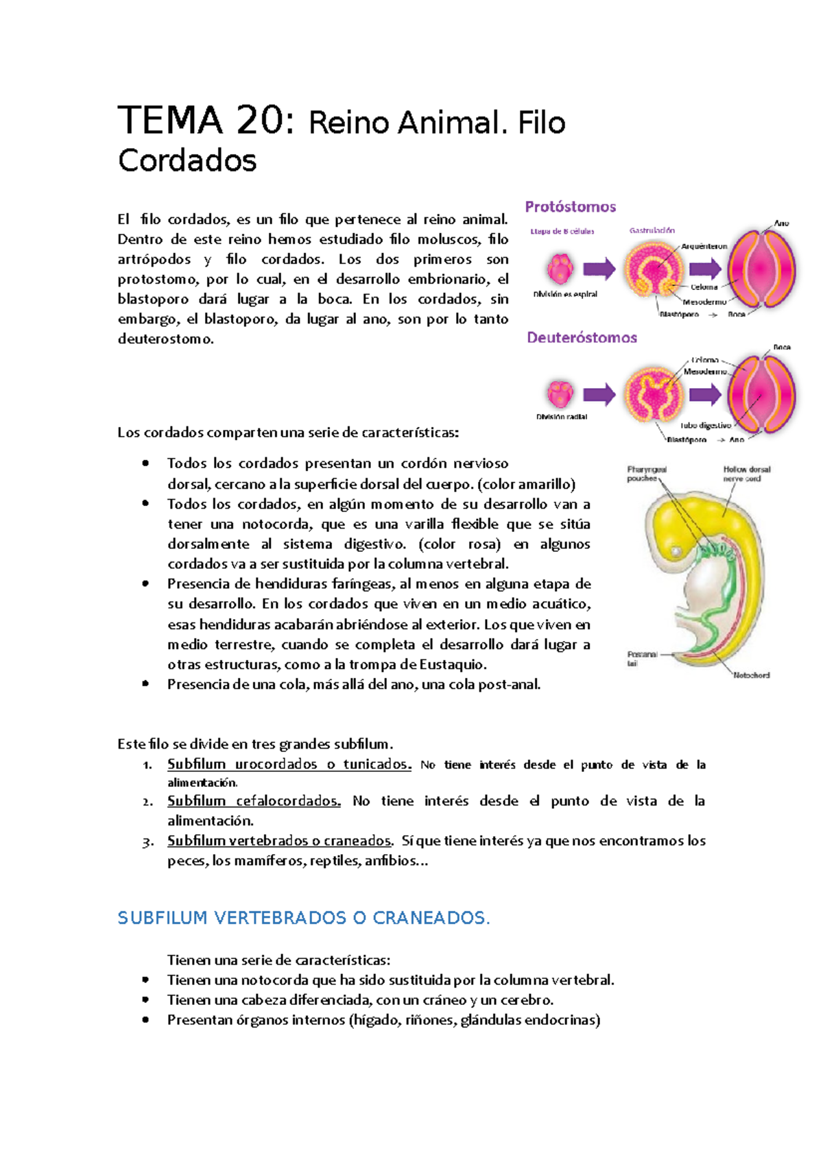 TEMA 20 Reino Animal Filo cordados - TEMA 20: Reino Animal. Filo ...