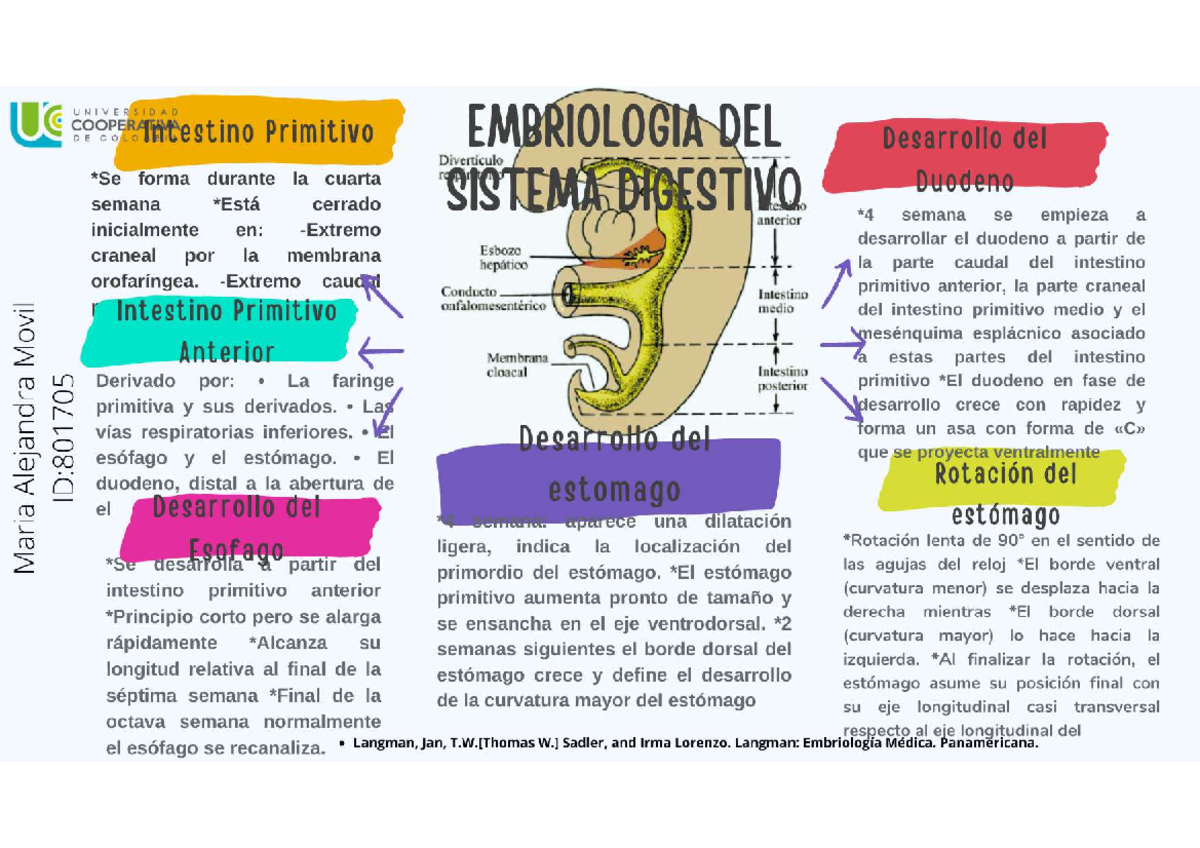 Embriologia Digestivo - Sistema Digestivo - Studocu