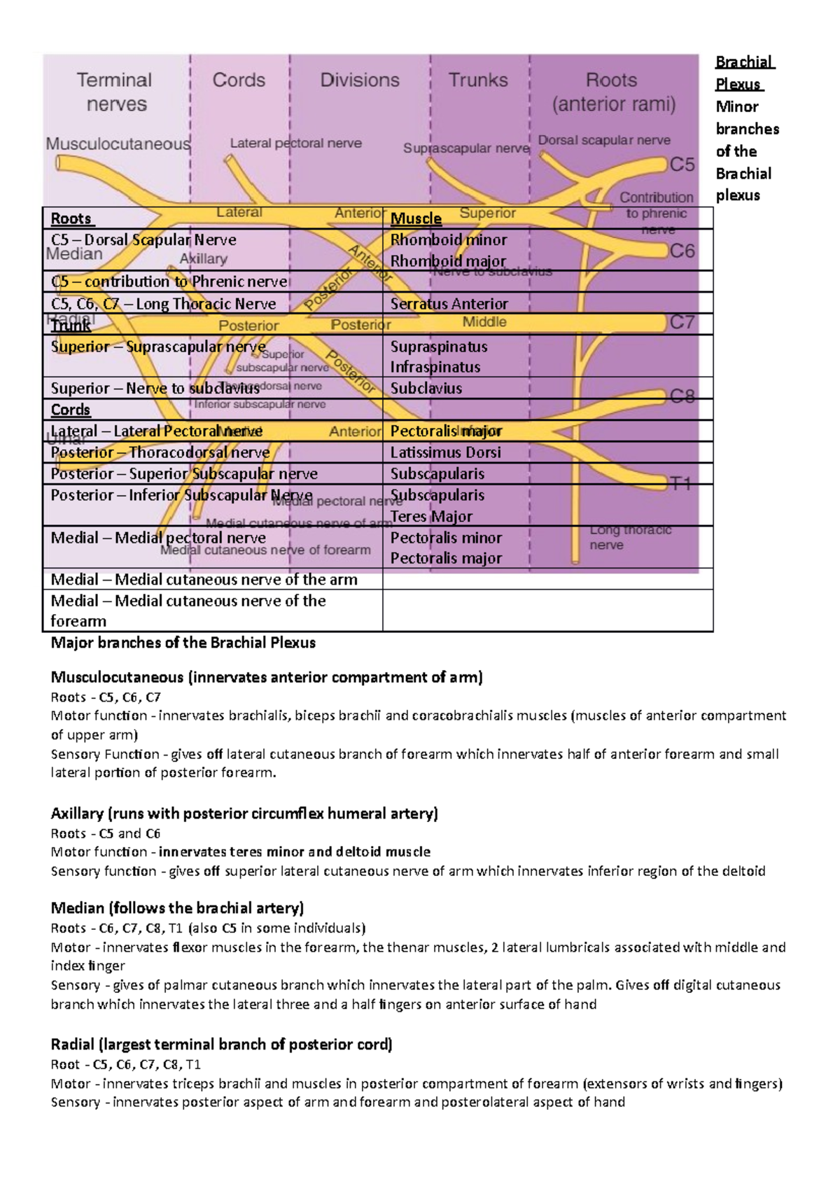 Brachial Plexus - Brachial Plexus Minor branches of the Brachial plexus ...