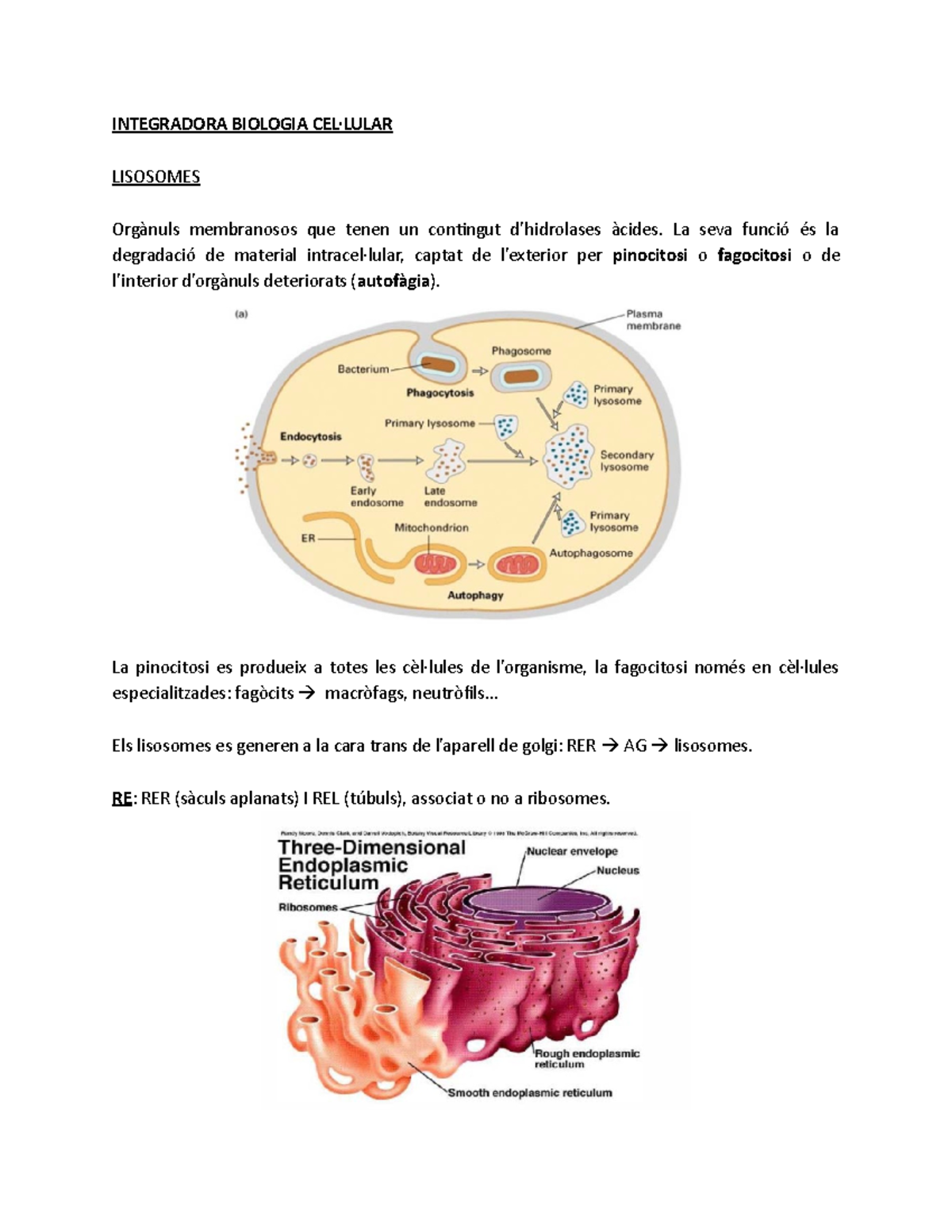 Integradora Biologia CEL· Lular - INTEGRADORA BIOLOGIA CEL·LULAR LISOSOMES Orgànuls membranosos ...