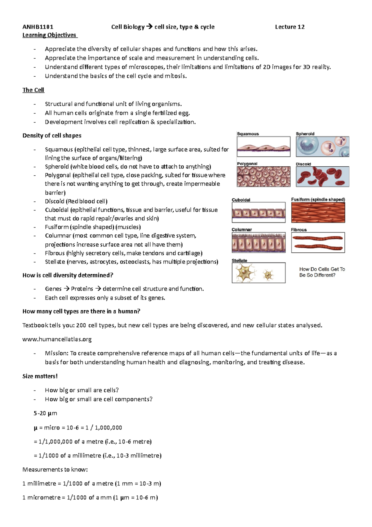 Cell Biology Lectures - ANHB1101 Cell Biology cell size, type & cycle ...