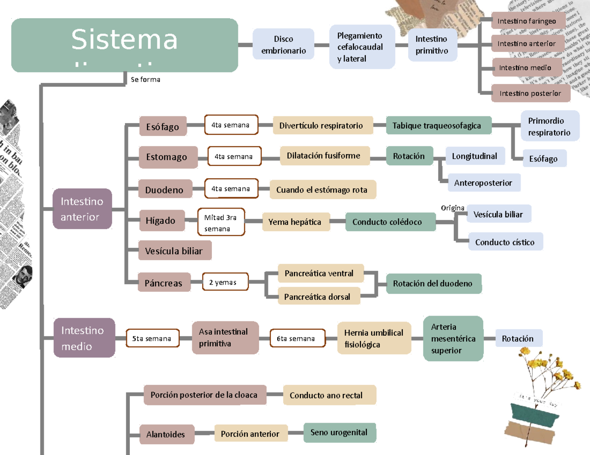 Embriologia sistema digestivo mapa conceptual - Intestino posterior ...