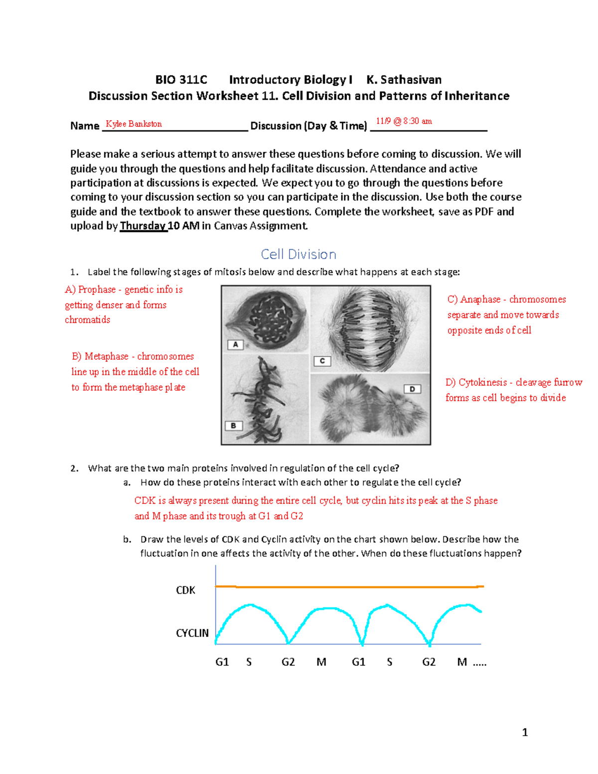 Discussion Worksheet 11 - BIO 311C Introductory Biology I K. Sathasivan ...