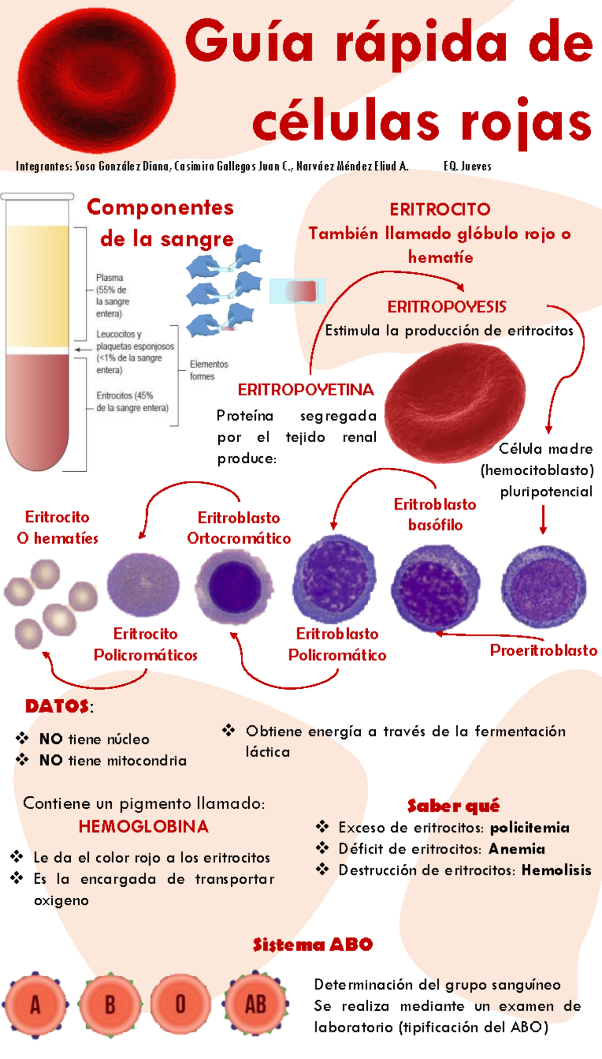Guía rápida de células rojas - Guía rápida de células rojas Componentes ...