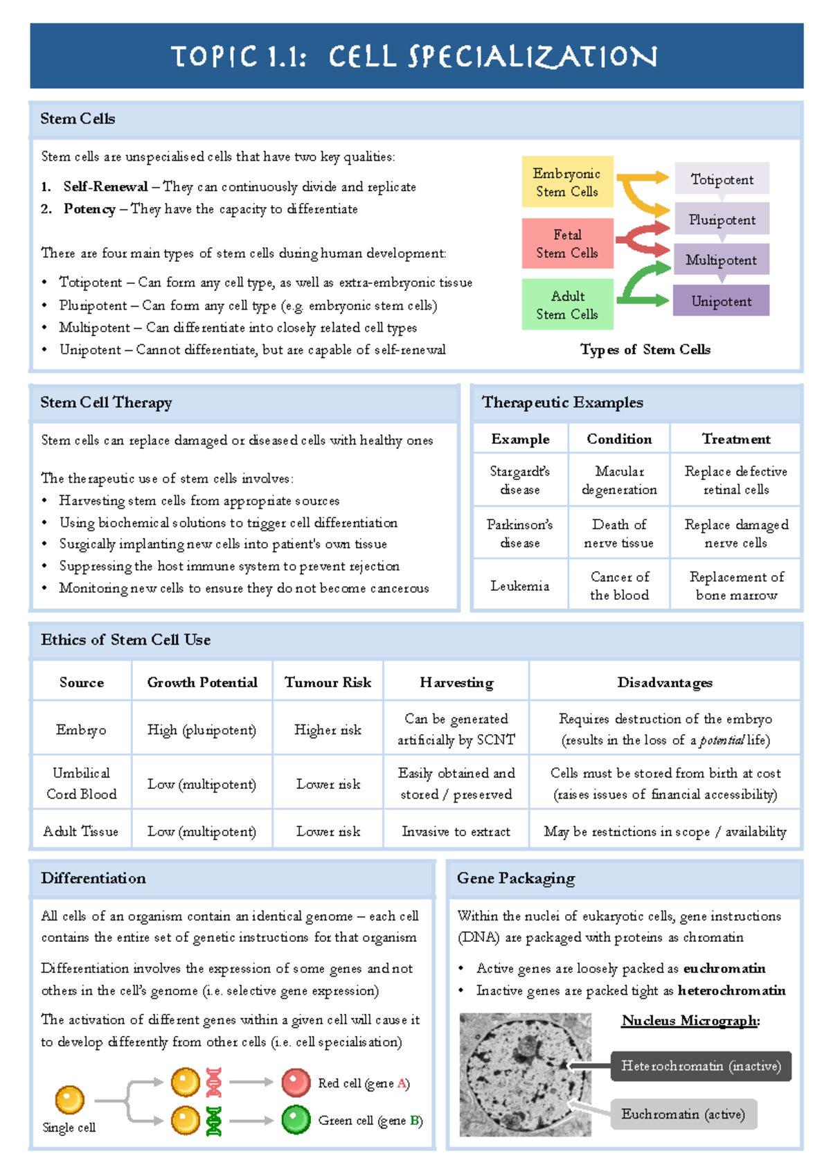 Summary Notes on Topic 1.1 Biology Cell Specialization - Topic 1: Cell ...