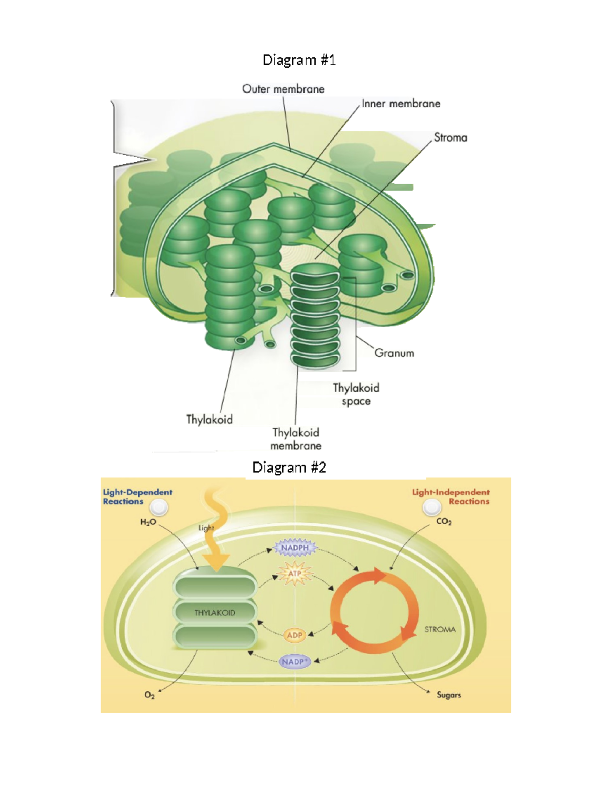 Photosynthesis Foldable Diagrams - 223 - Diagram Outer membrane Inner ...