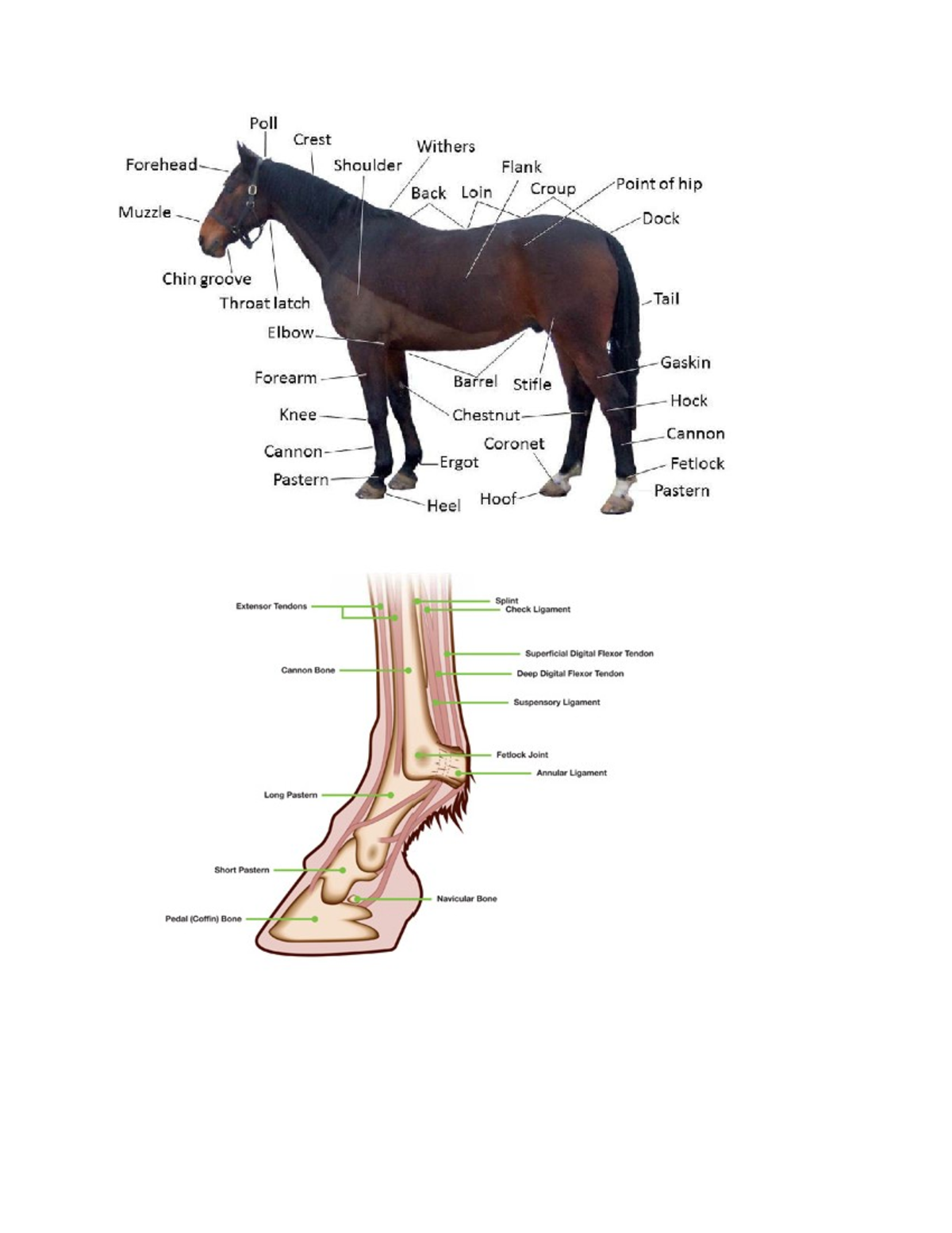 External anatomy - Test - Poll Crest Withers Forehead Shoulder Flank ...