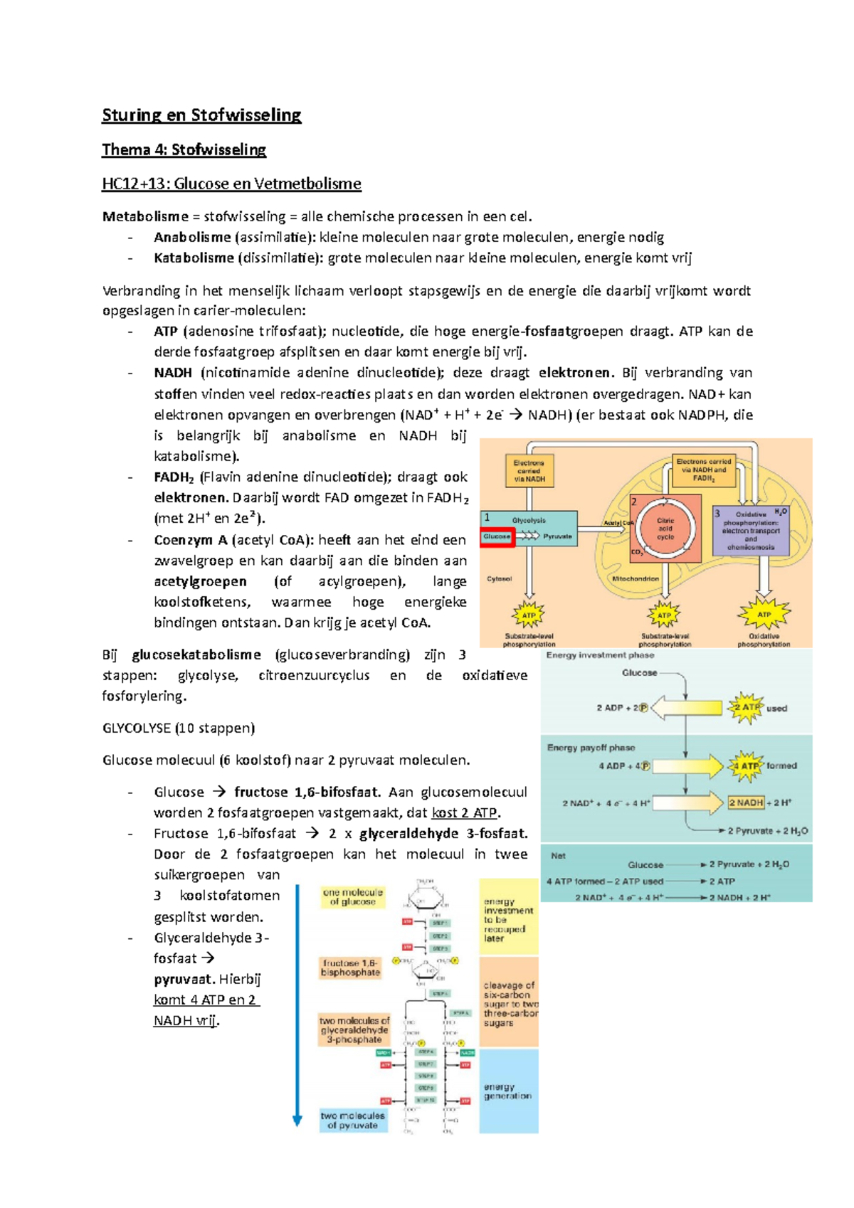 Sturing en Stofwisseling - Thema 4 - Stofwisseling hoorcollege ...