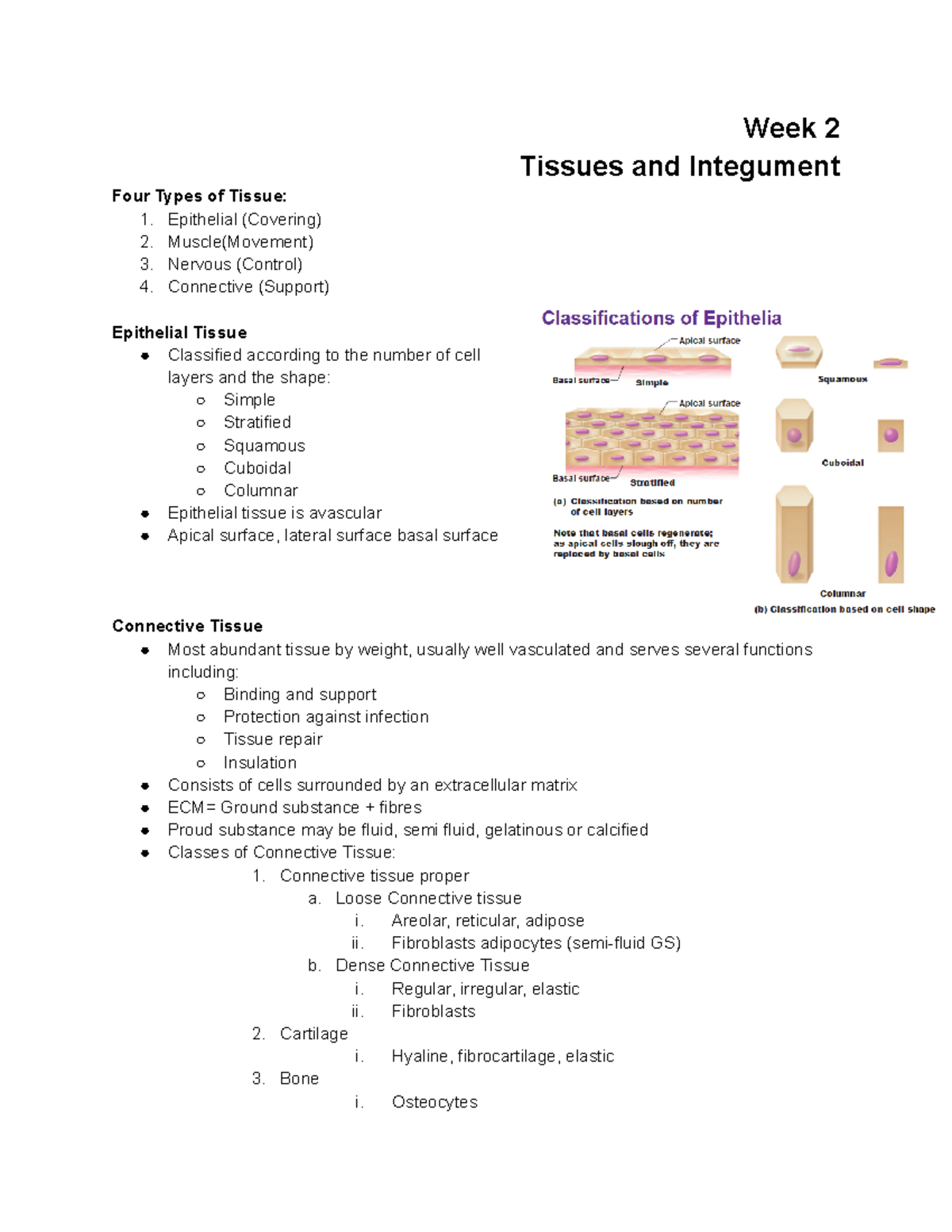Week 2 Anatomy Notes: Tissues and Integument - Hth Sci 1H06 - McMaster ...