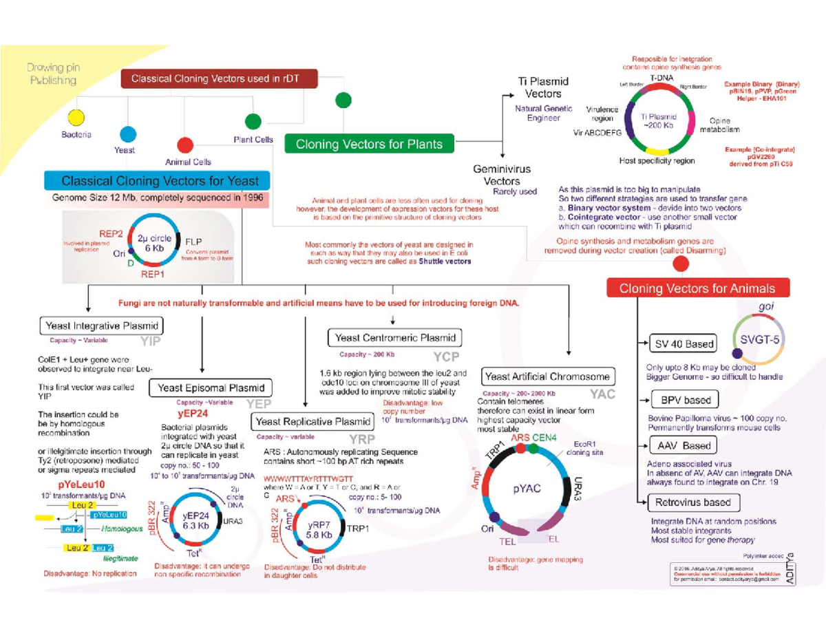 Cloning vector - Summary Genetic Engineering & Biotechnology - Genetic ...