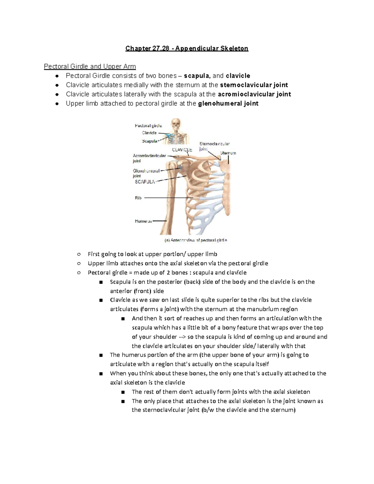 Chapter 27,28 - Appendicular Skeleton - Chapter 27,28 - Appendicular ...