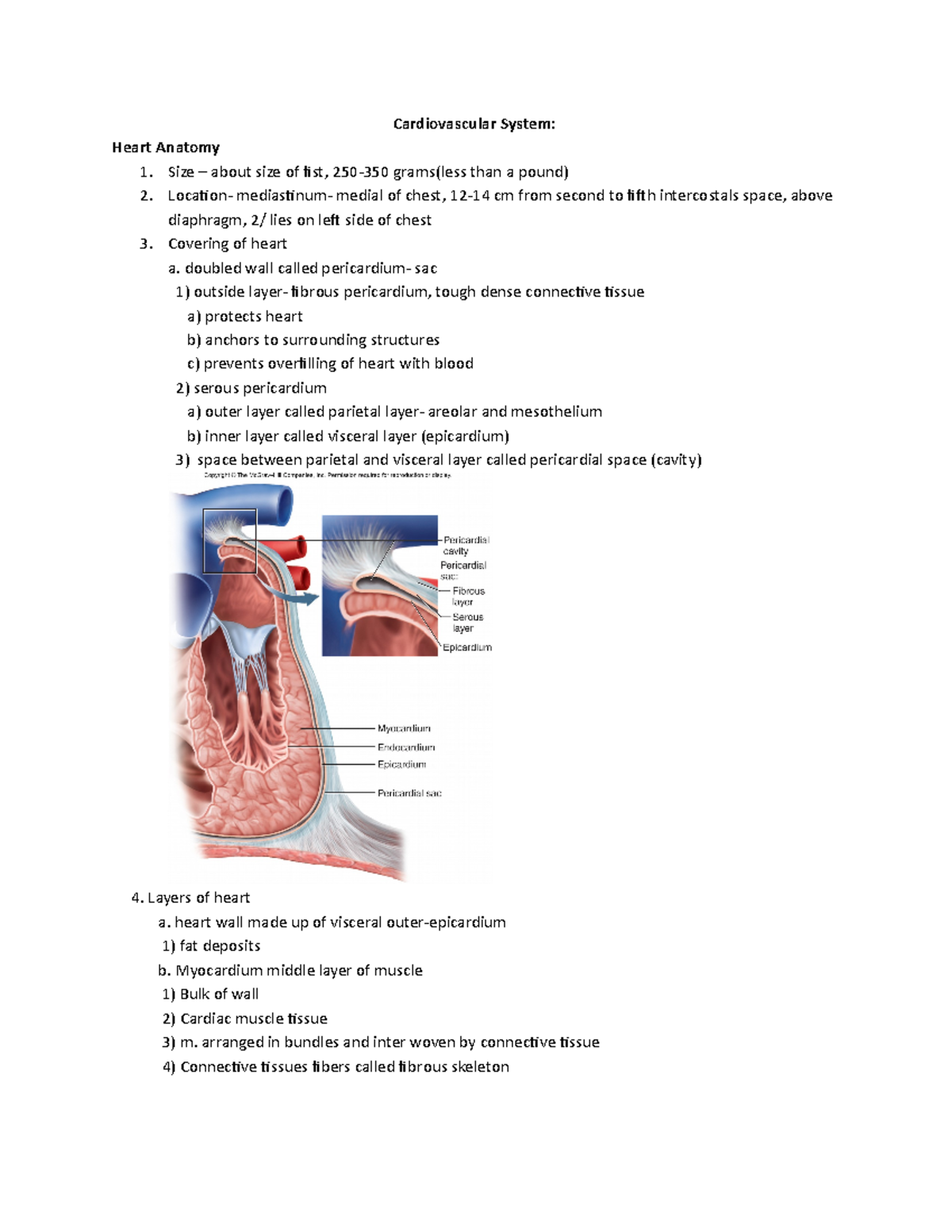 Cardiovascular System - Cardiovascular System: Heart Anatomy Size ...