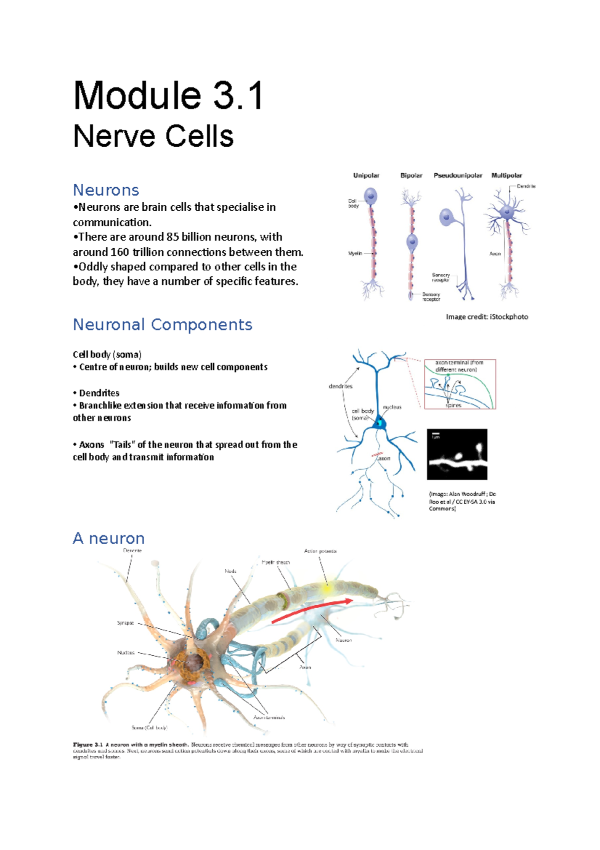 Module 3 notes - Module 3. Nerve Cells Neurons •Neurons are brain cells ...