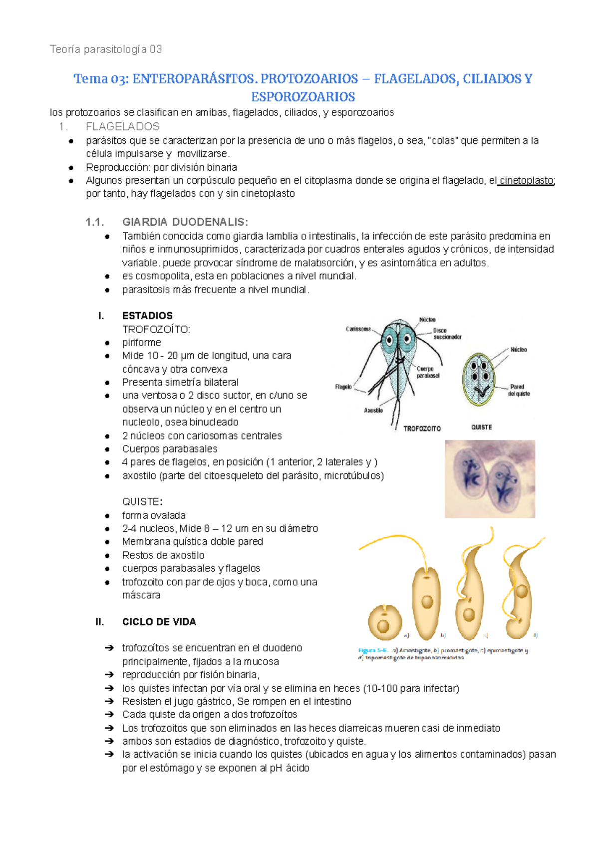 Teoria 03-flagelados, ciliados y esporozoarios - Teoría parasitología ...