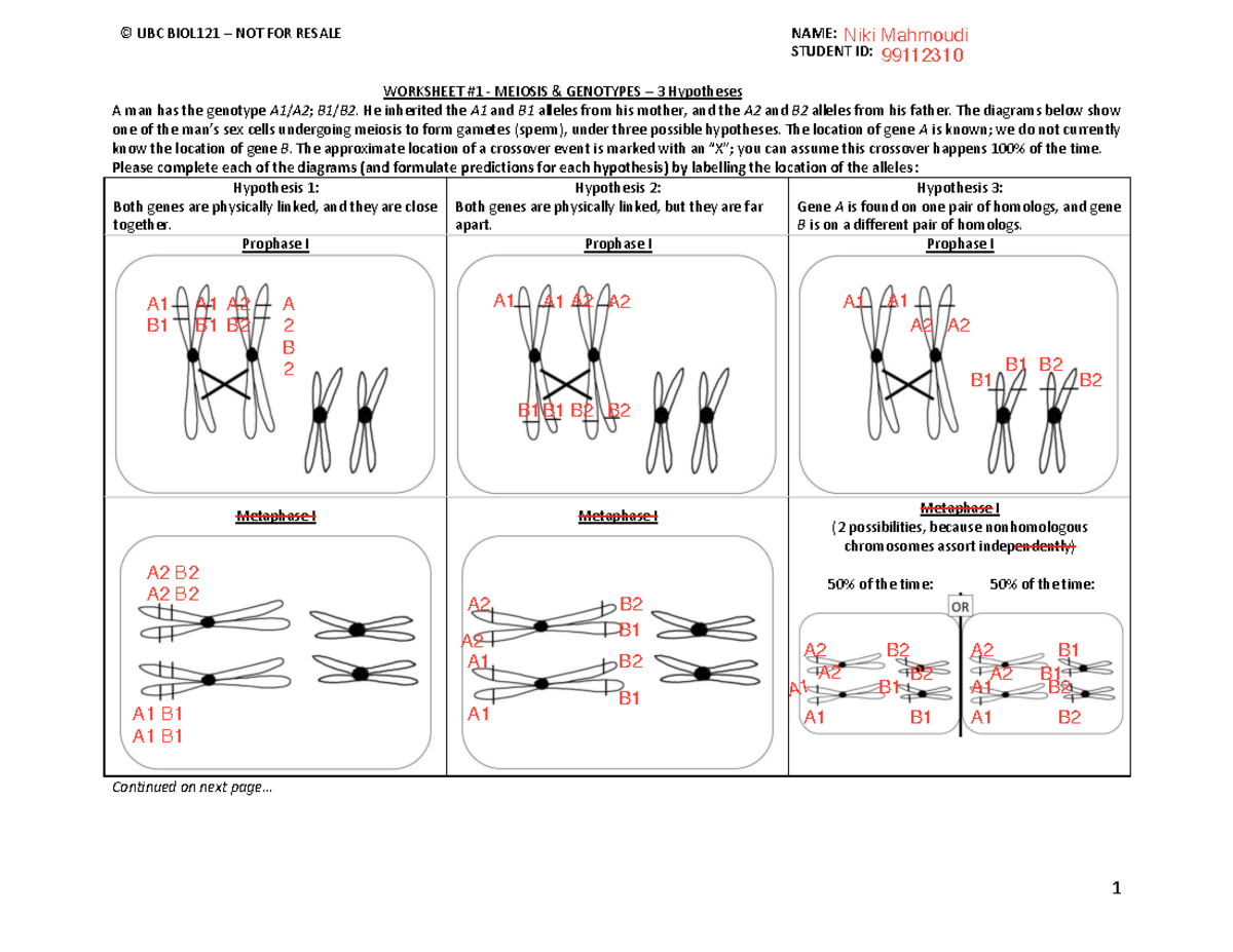 Worksheet 1- Meiosis Genotypes - 3 hypotheses lexture 3 notes 6 - © UBC ...