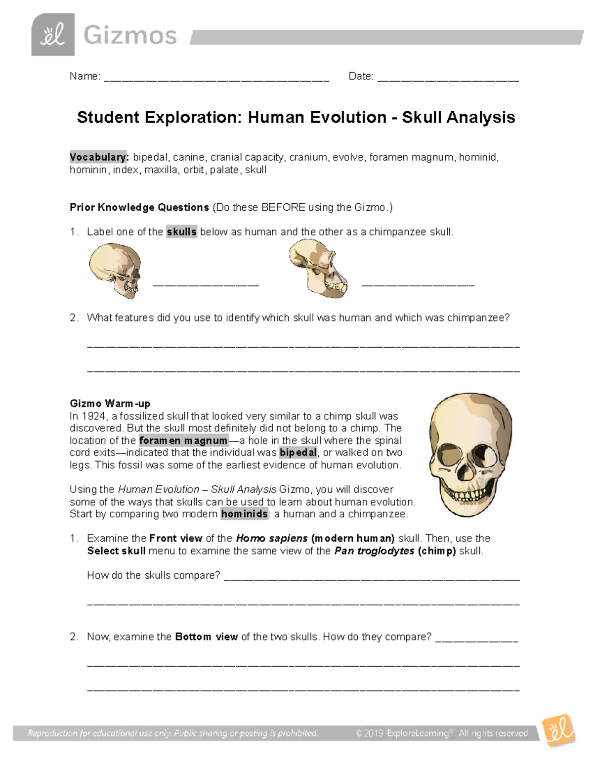 Human Evolution SE - ) Label one of the skulls below as human and the ...