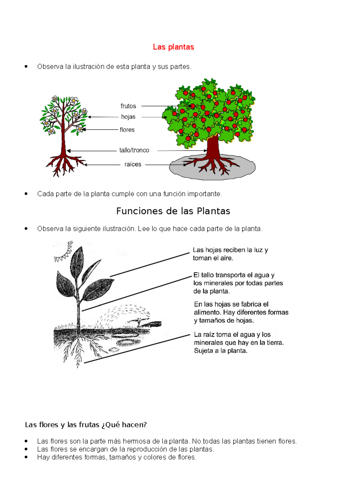 Las-plantas-para-Primero-de-Primaria - Las plantas Observa la ...