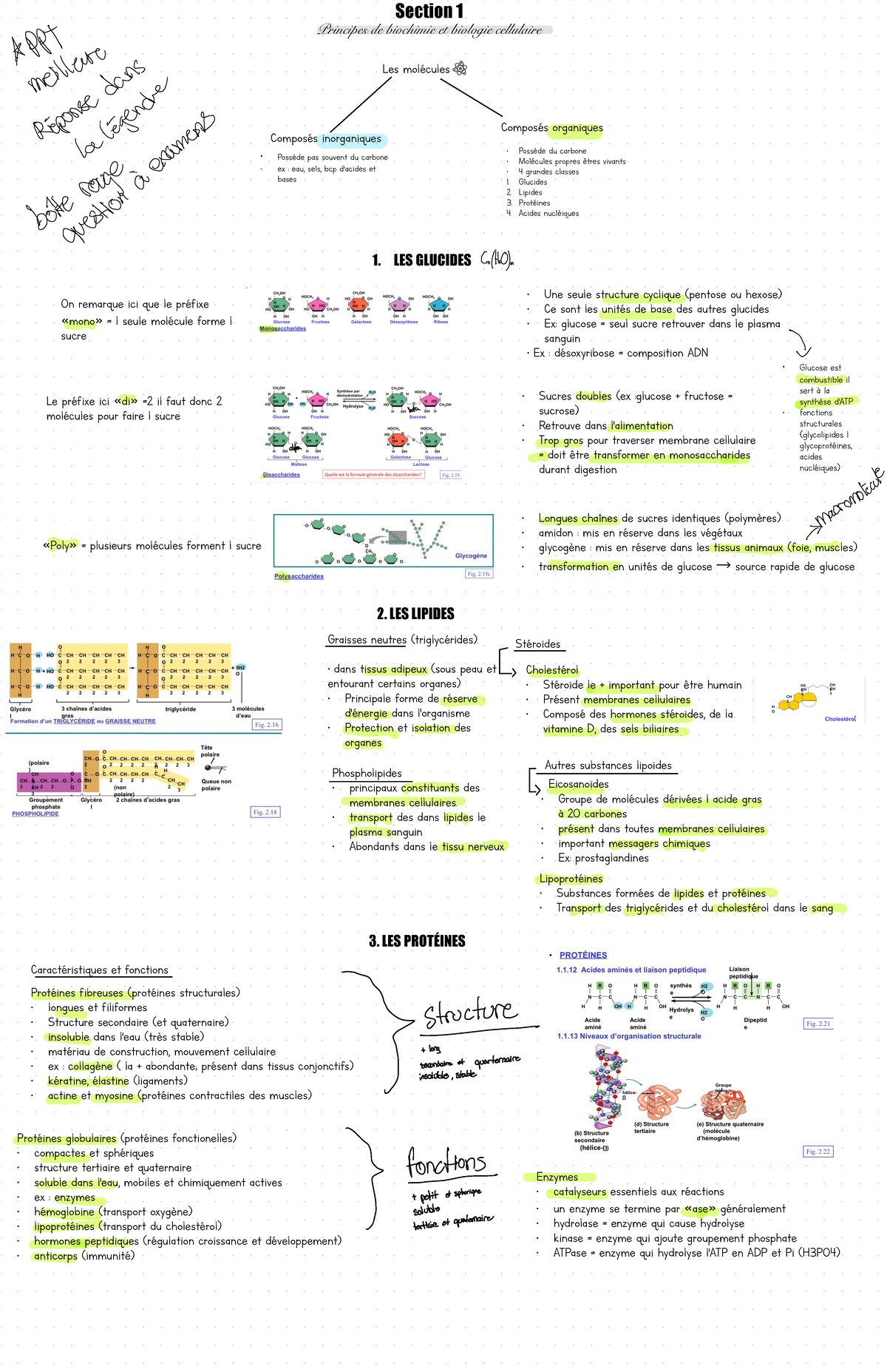 Notes de Cours - Section 1 - Principes de biochimie et biologie ...