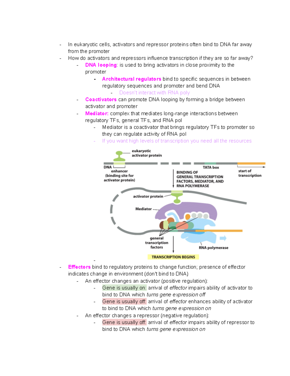 BIO 344 Exam 2-12 - Activator and Repressor - In eukaryotic cells ...