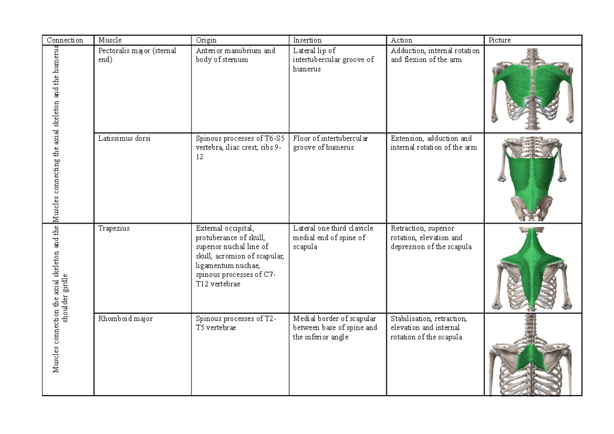 Muscle Table - ANAT100 - ACU - Studocu
